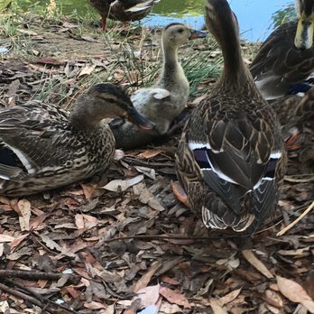 UC DAVIS ARBORETUM AND PUBLIC GARDEN - Updated June 2024 - 1141 Photos ...