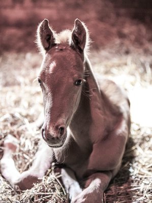 PALOS HILLS RIDING STABLES - Updated September 2025 - 12 Photos & 20 ...