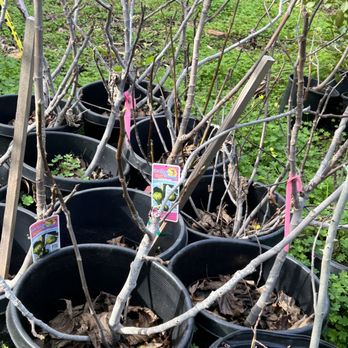 EXOTICA RARE FRUIT NURSERY - Updated December 2025 - 330 Photos & 124 ...