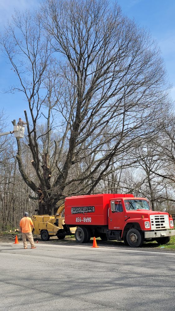 CLYDE’S TREE SERVICE - Updated September 2024 - Indianapolis, Indiana ...