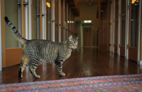 MEOWHAUS 1 FELINE BOARDING & DAY SPA - Updated December 2025 - 45 ...