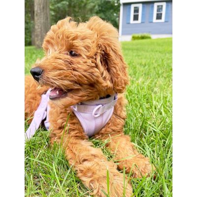 AMERICAN GOLDENDOODLE - Updated July 2025 - 101 Photos & 52 Reviews ...