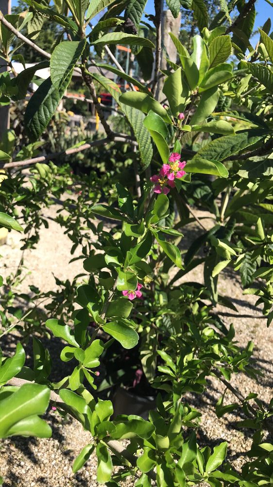 GDI NURSERY & LANDSCAPING - Updated December 2025 - 13 Photos - 205 ...