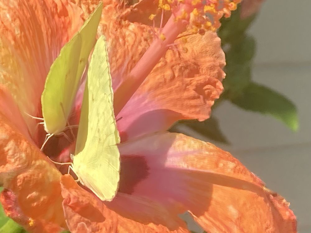 ROOSEVELT PERA CLUB - Updated December 2025 - 50 Photos - 29221 AZ-188 ...