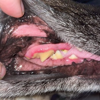 K-9 SMILES - Updated July 2024 - 60 Photos & 71 Reviews - 80 Garden Ctr ...