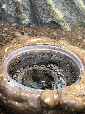 THE REPTILE SHACK - Updated December 2025 - 2305 N Gateway Ave ...