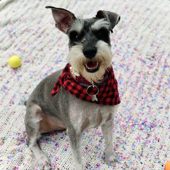 POMCHI PAWS GROOMING & RESORT - Updated October 2025 - 1501 Photos & 22 ...