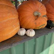 SWEET BERRY FARM - 192 Photos & 153 Reviews - 1801 Fm 1980, Marble ...