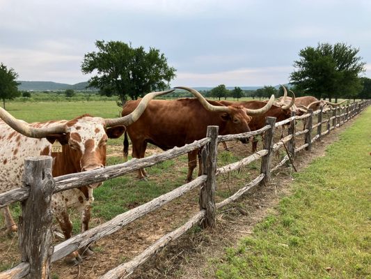 WILDCATTER RANCH AND RESORT - Updated December 2025 - 147 Photos & 89 ...