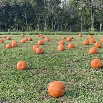 COUNTRY PUMPKINS - Updated October 2025 - 50 Photos & 14 Reviews - 1835 ...