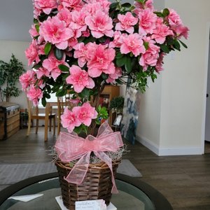 SHOWCASE FLOWERS - 85 Photos & 52 Reviews - 325 Mason St, San Francisco ...