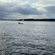 PUGET SOUND EXPRESS - 90 Photos & 35 Reviews - Whale Watching Tours ...