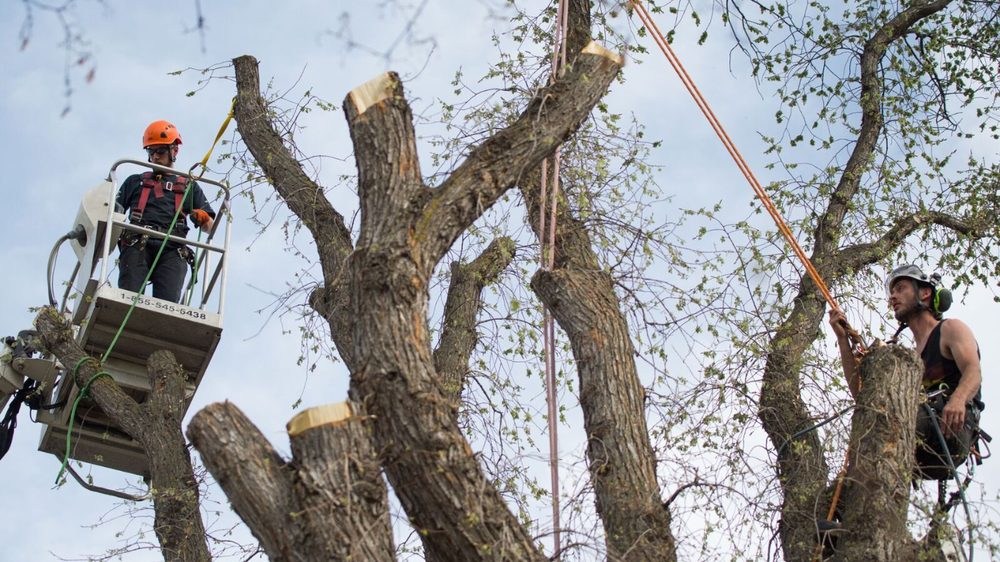 LIMB MASTER TREE SERVICES - Updated October 2025 - Vernon, British ...