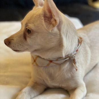 PETSMART - Updated May 2024 - 128 Photos & 179 Reviews - 730 S ...