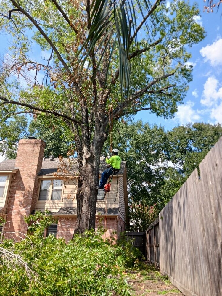 AJ TREE SERVICE - Updated October 2025 - Request a Quote - Houston ...