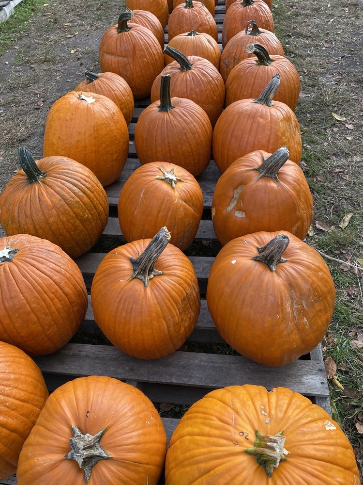 WARD’S FARM PUMPKIN PATCH - Updated October 2024 - 53 Photos & 10 ...