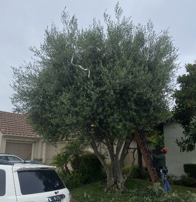 SANTOS PENA TREE CARE AND SERVICES - Updated May 2025 - 96 Photos & 98 ...