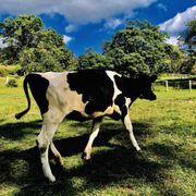 MUSCOOT FARM - 143 Photos & 37 Reviews - Farmers Market - 51 Rt 100 ...