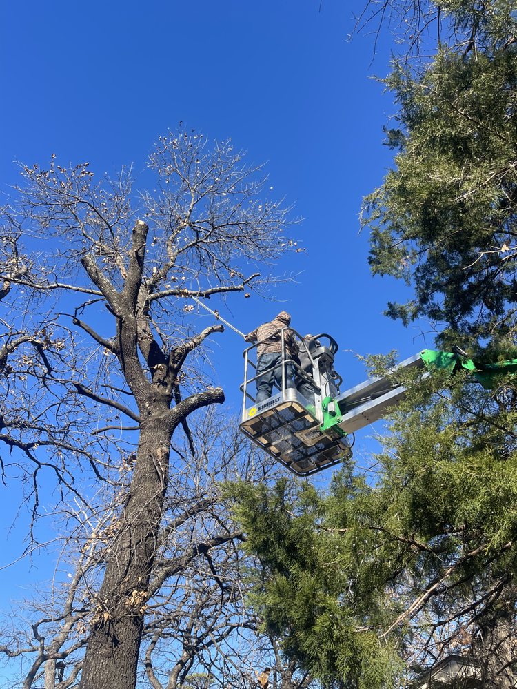 FAST AND FRIENDLY TREE SERVICE - Updated July 2025 - Bowie, Texas ...
