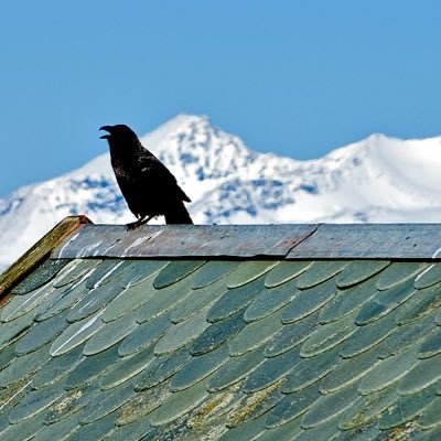 RAVEN ROOFING SERVICES - 4 Ulundi, Radcliffe, Greater Manchester ...