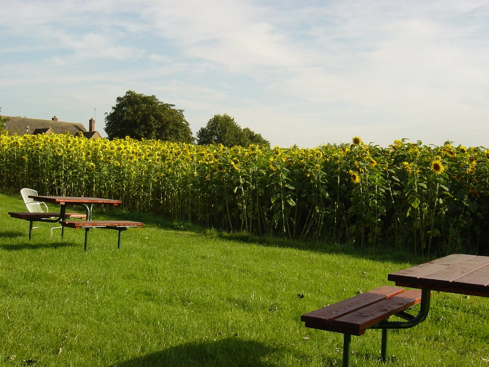 SUNFLOWER FIELD - spring hill, Warwick, United Kingdom - Yelp