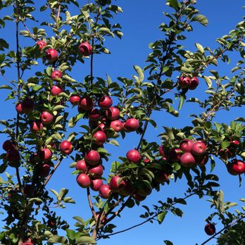 BROOKFIELD ORCHARD - Updated December 2025 - 35 Photos & 32 Reviews ...