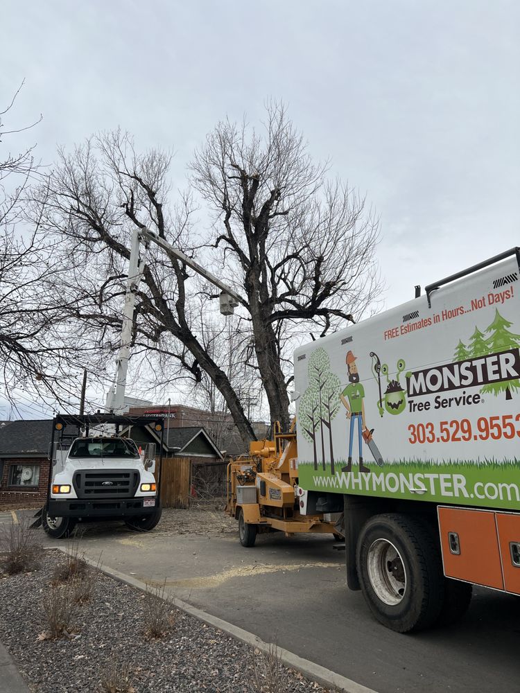 MONSTER TREE SERVICE OF NORTH METRO DENVER - Updated December 2025 - 10 ...