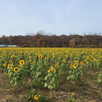 SEPTEMBER FARM CHEESE - Updated December 2025 - 219 Photos & 183 ...