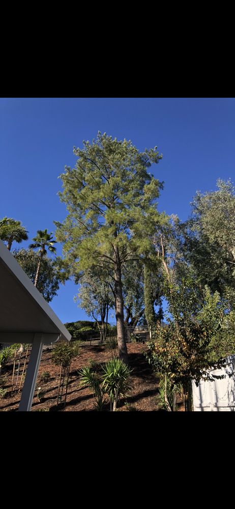 ONE WAY TREE CARE - Updated March 2025 - 13 Photos - Lake Elsinore ...