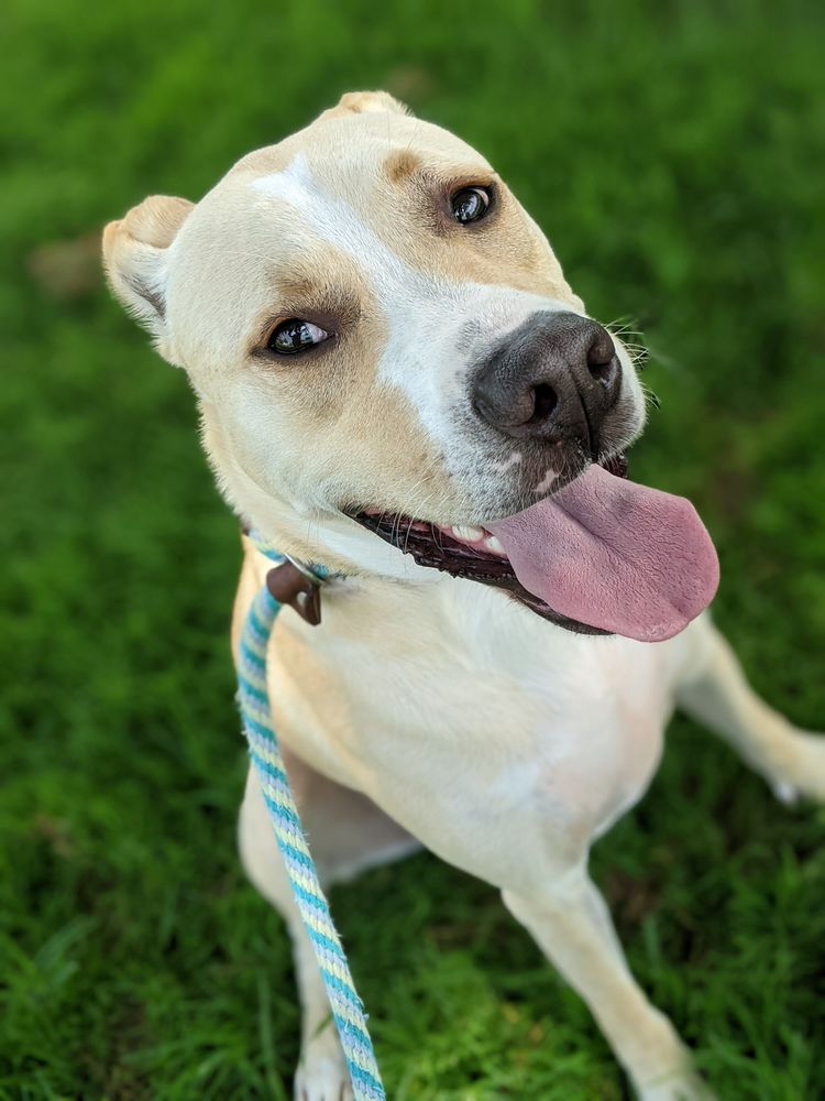 THE BALANCED PACK PET CARE - Updated May 2025 - 37 Photos & 19 Reviews ...