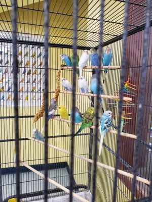 MAGNOLIA BIRD FARM - Updated October 2025 - 152 Photos & 210 Reviews ...