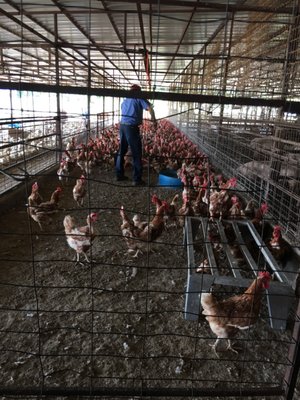 HAYES FARM - Updated December 2025 - 22 Reviews - 7580 Bennett Lawson ...