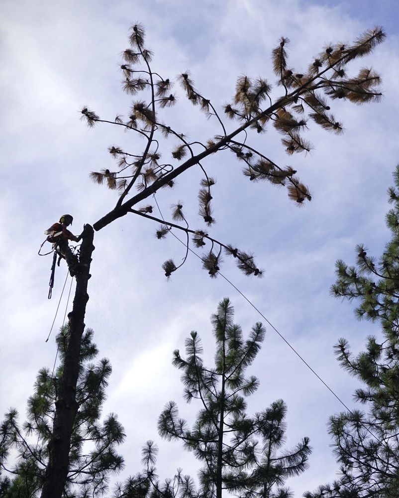 SPAR TREE - Updated July 2025 - 10 Photos - Bend, Oregon - Tree ...