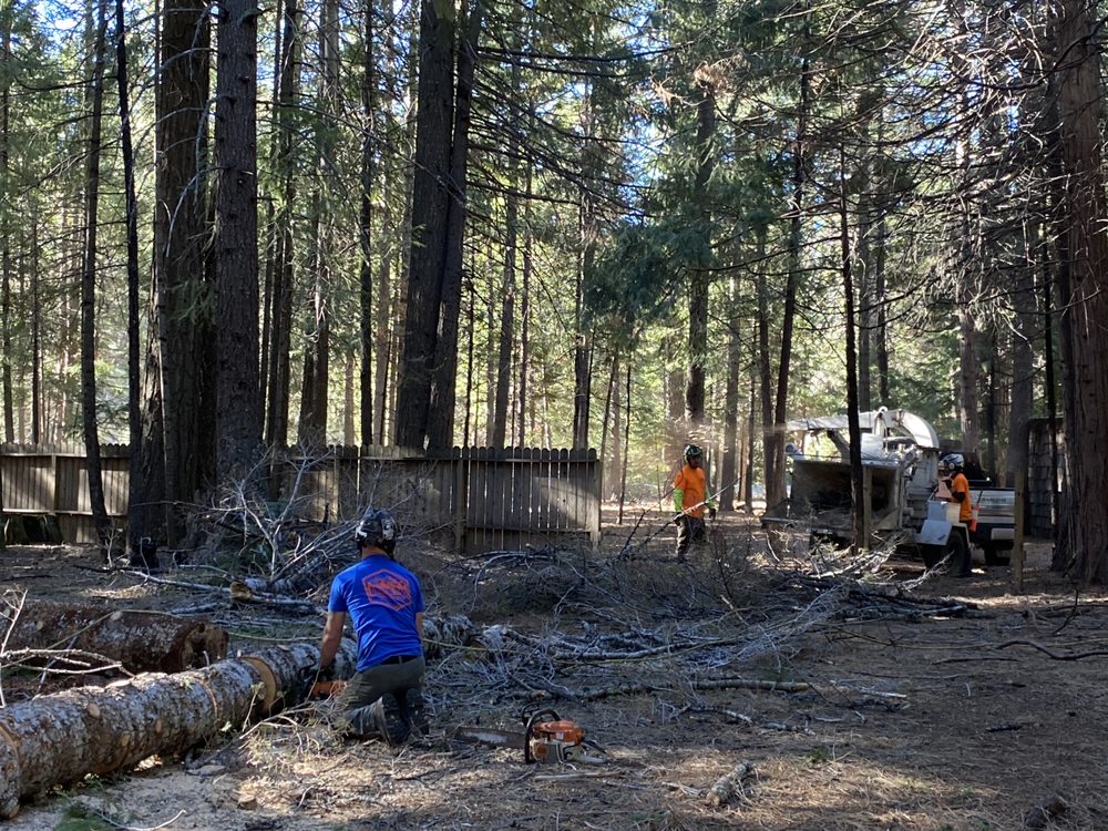 ARBOR PRO TREE SERVICE - Updated October 2025 - 21 Photos - Redding ...