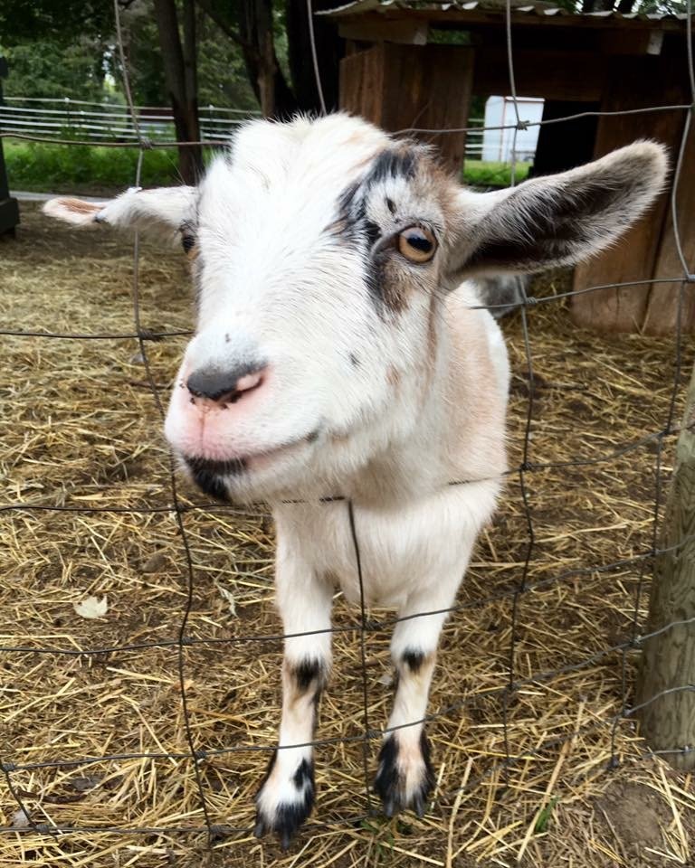 HIDDEN ACRES - Updated December 2025 - 50582 Pleasant St, Dowagiac ...