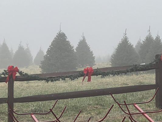 WATA CHRISTMAS TREE FARM - Updated December 2025 - 16 Reviews - 3650 ...