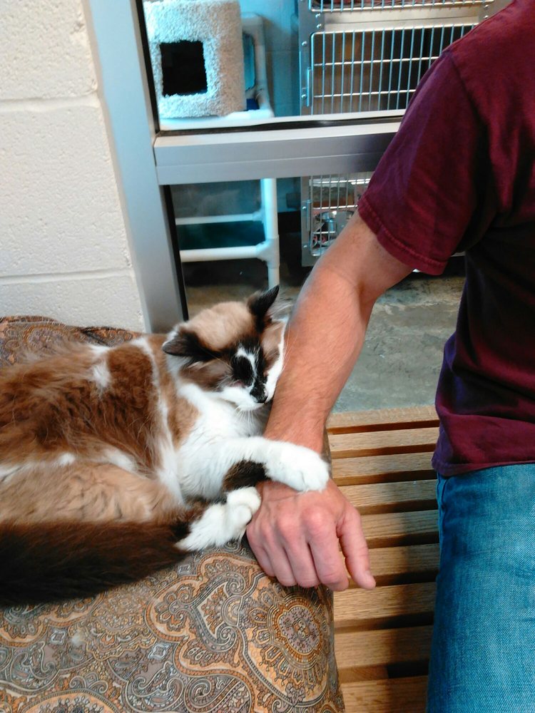 WATAUGA ANIMAL SHELTER - Updated January 2026 - 5203 Watauga Rd ...