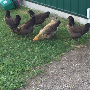 MAPLE RIDGE STABLES - Updated October 2025 - 15 Photos - 8097 Sunshine ...