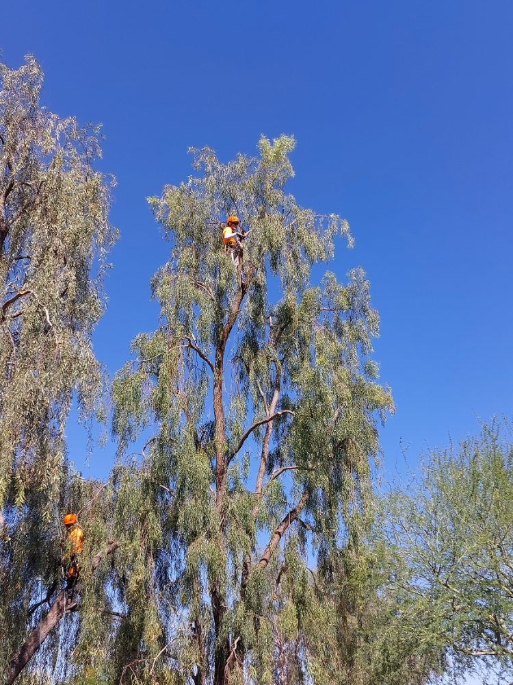 DESERT UTOPIA TREE CARE - Updated May 2025 - Request a Quote - 12 ...