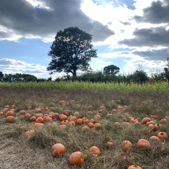 WILKENS FRUIT AND FIR FARM - Updated October 2025 - 360 Photos & 196 ...