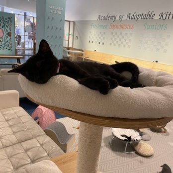 MINI CAT TOWN - 248 Photos & 108 Reviews - 2200 Eastridge Lp, San Jose ...