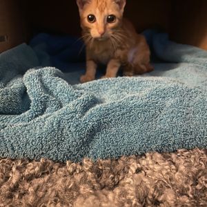 HALO ANIMAL RESCUE - Updated January 2026 - 98 Photos & 179 Reviews ...