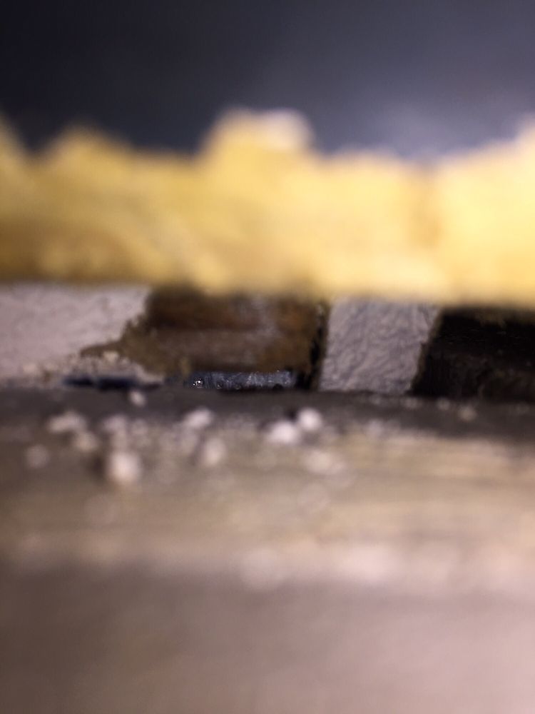 THE RODENT BUSTERS PRO - Updated August 2024 - 75 Photos & 114 Reviews ...