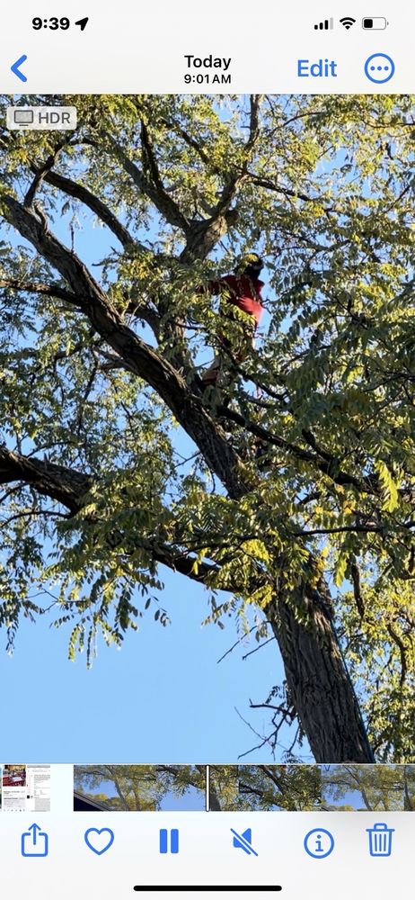 JPS TREE SERVICES - Updated November 2025 - 26 Photos - 50 E Longfellow Ave, Pontiac, Michigan ...