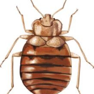 PERMATREAT PEST & TERMITE CONTROL - Updated July 2025 - 30 Reviews ...