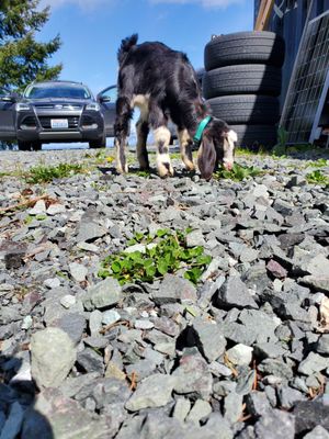 LEFT FOOT FARM - 19 Photos - 31510 44th Ave E, Eatonville, Washington ...