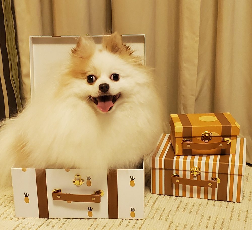 DARIEN ANIMAL HOSPITAL - Updated January 2026 - 14155 Ga Hwy 251 ...