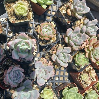 SHUNA’S SUCCULENT HOUSE - Updated June 2025 - 127 Photos & 35 Reviews ...