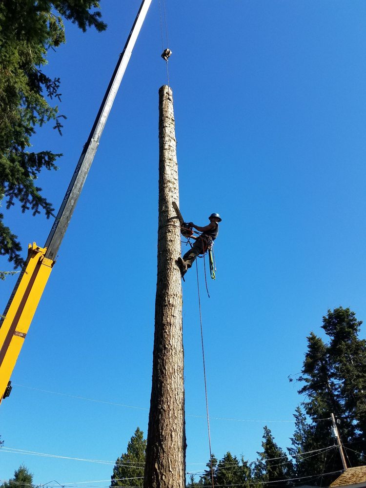 PRECISION TREE SERVICE - Updated September 2025 - 14715 Smokey Point ...