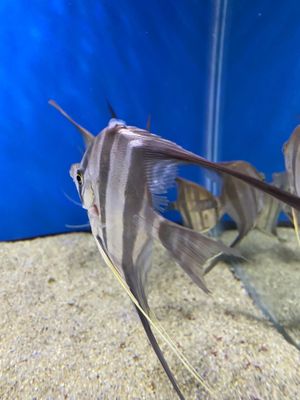 JACK WATTLEY DISCUS - Updated October 2024 - 46 Photos & 24 Reviews ...